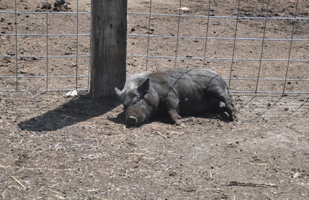 Renewed life at the Old Poor Farm