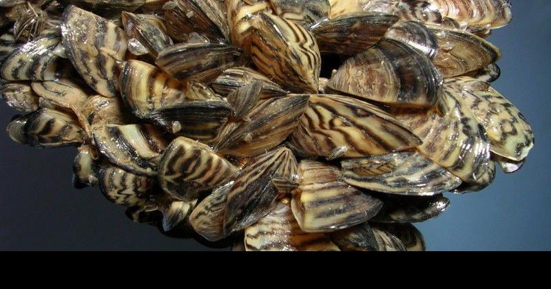how to cook zebra mussels
