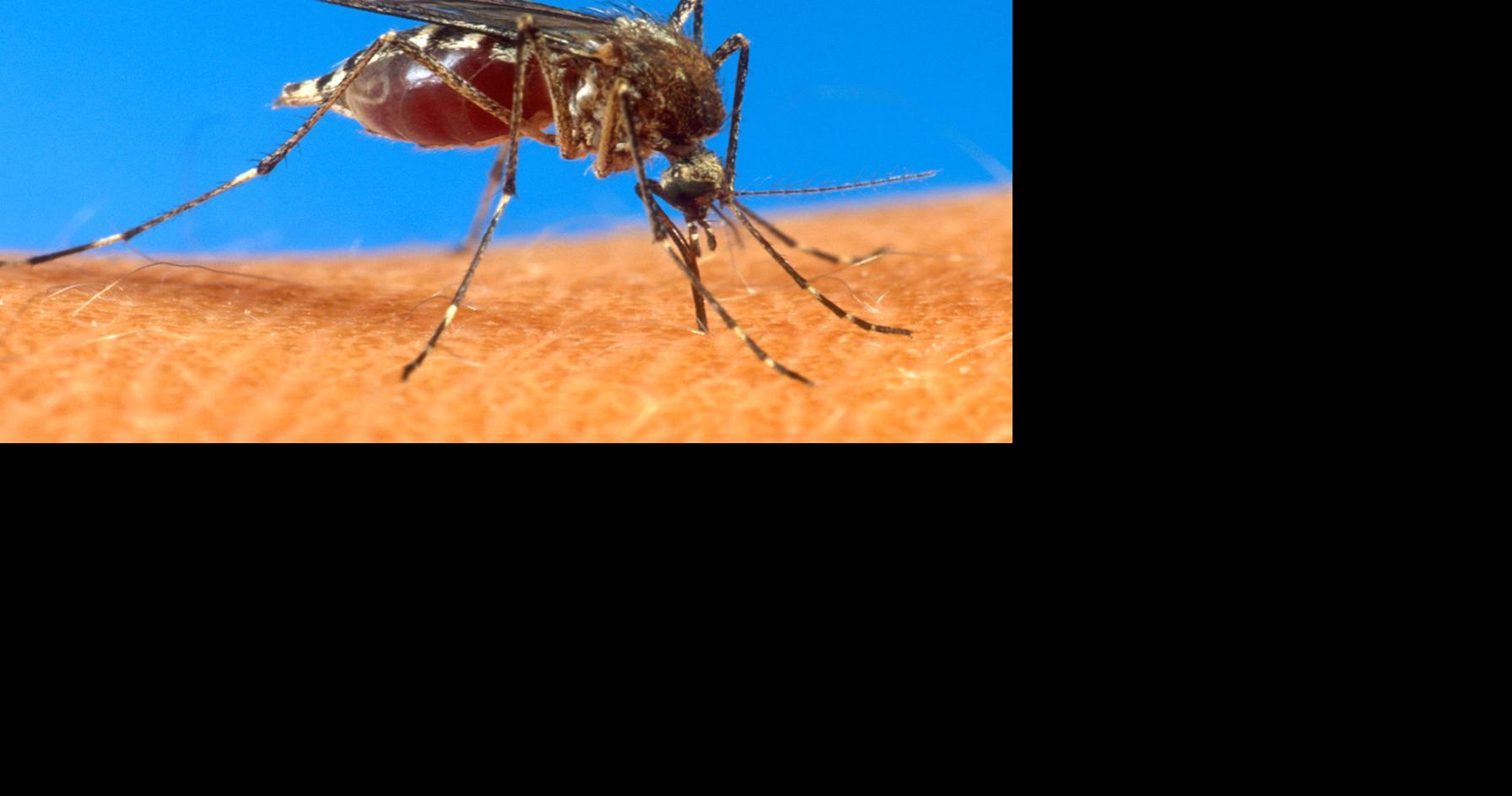 Three Rivers begins bird and mosquito surveillance