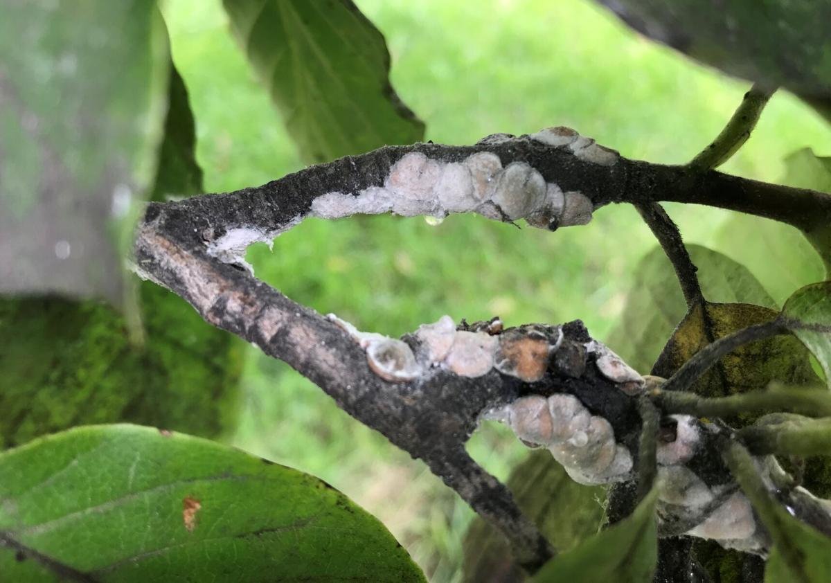 Cue: Checking for Magnolia scale