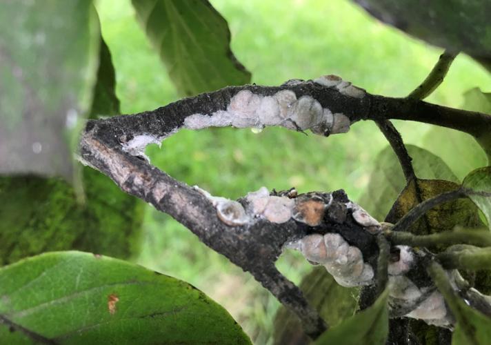 Cue: Checking for Magnolia scale