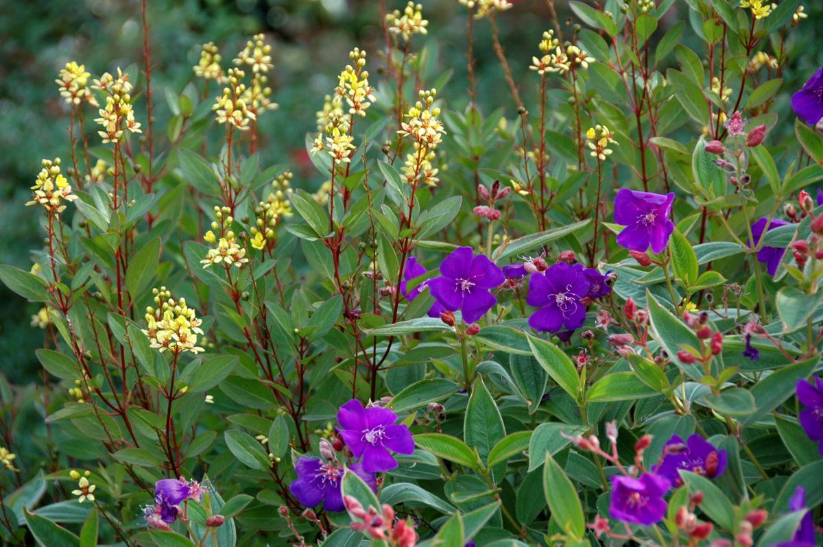 Golden thryallis a must for the long, hot summer ahead