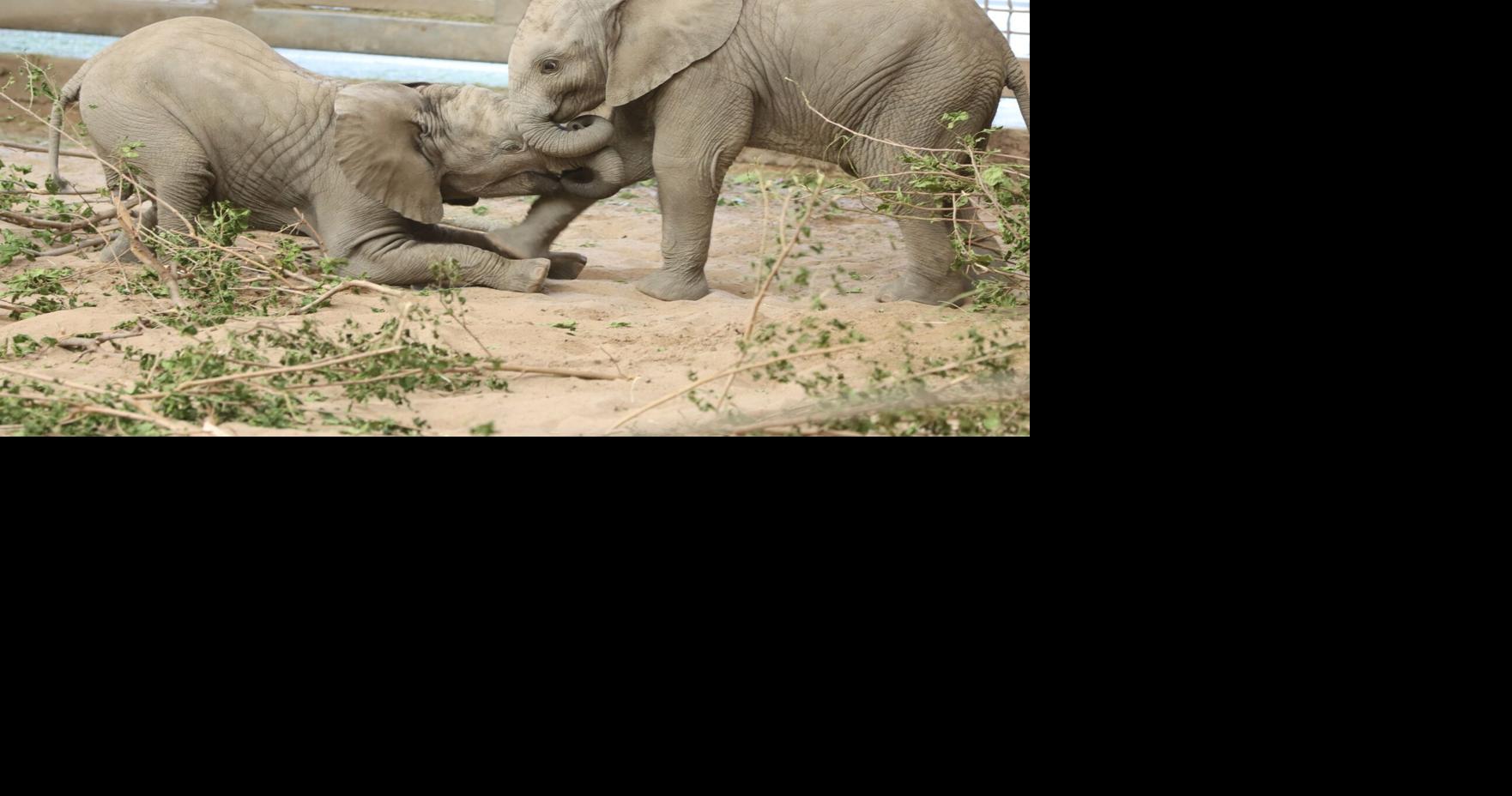 Zoo invites public to party that will celebrate elephants' first birthdays