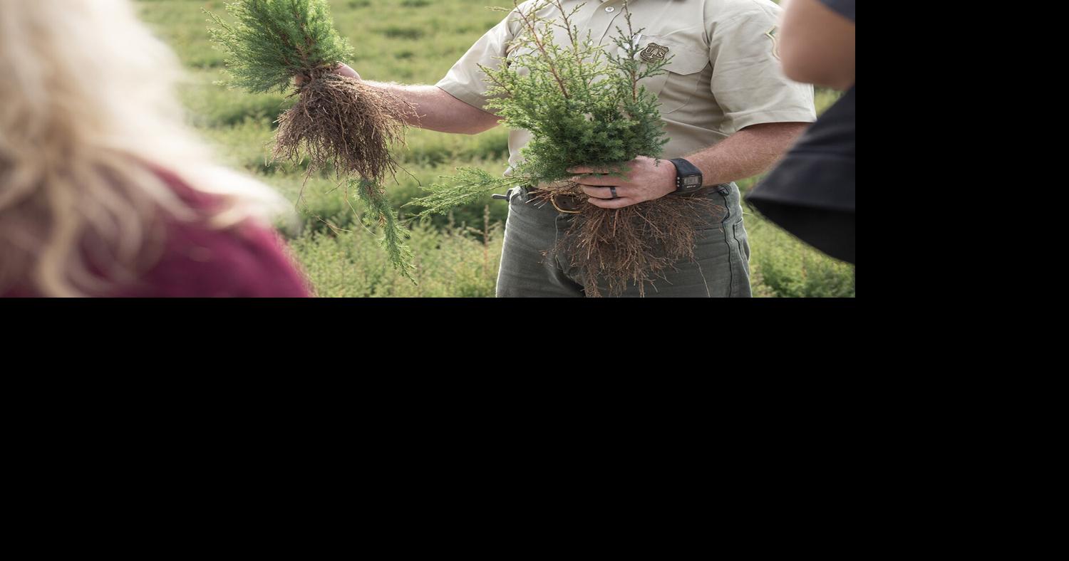 NRDs taking orders for spring conservation tree plantings