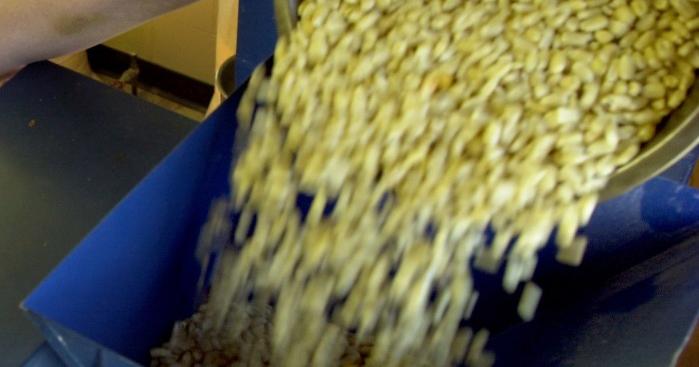 Grain sector on alert for poisonous aflatoxin