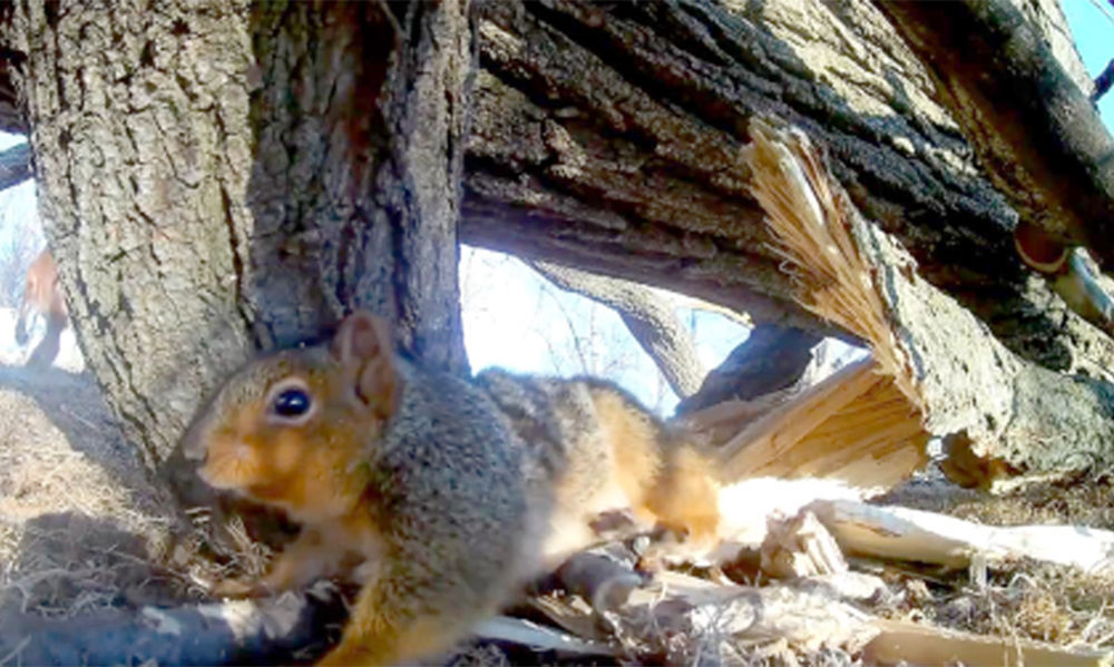 Fremont man frees trapped squirrel | Local News | fremonttribune.com