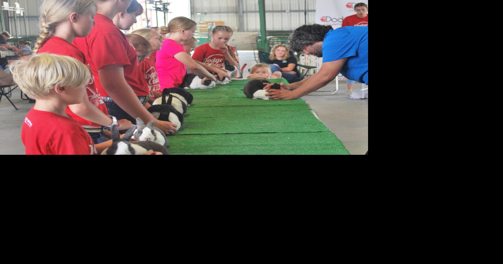 Cuddly bunnies on display at Dodge County Fair Rabbit Show