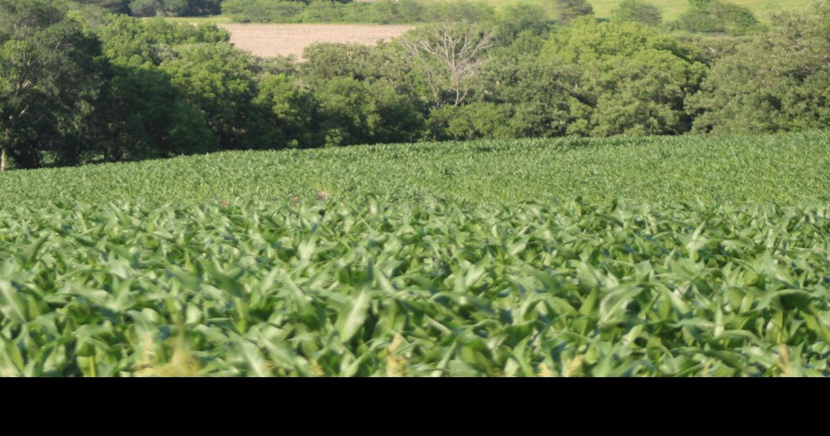 USDA offers COVID-19 farm assistance program