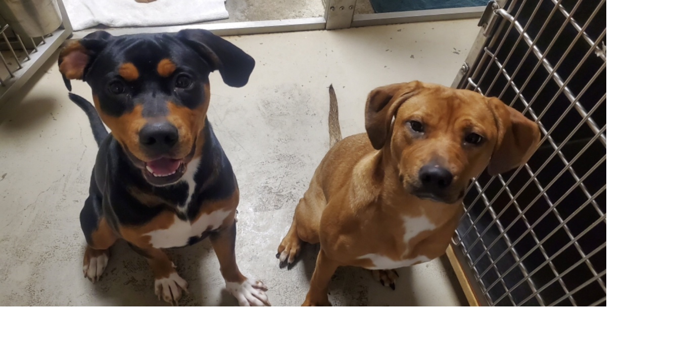 FurEver Home cleared of parvovirus, now accepting dogs