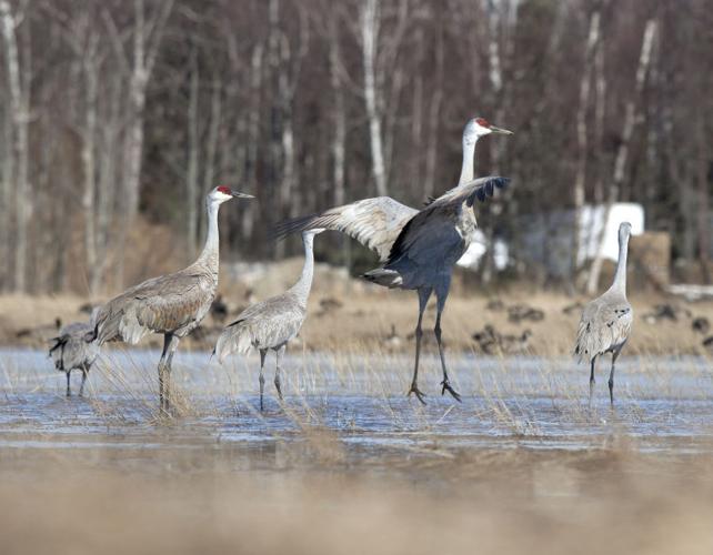 Bird Migration | Featured | frontiersman.com