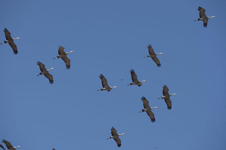 Bird Migration | Featured | frontiersman.com