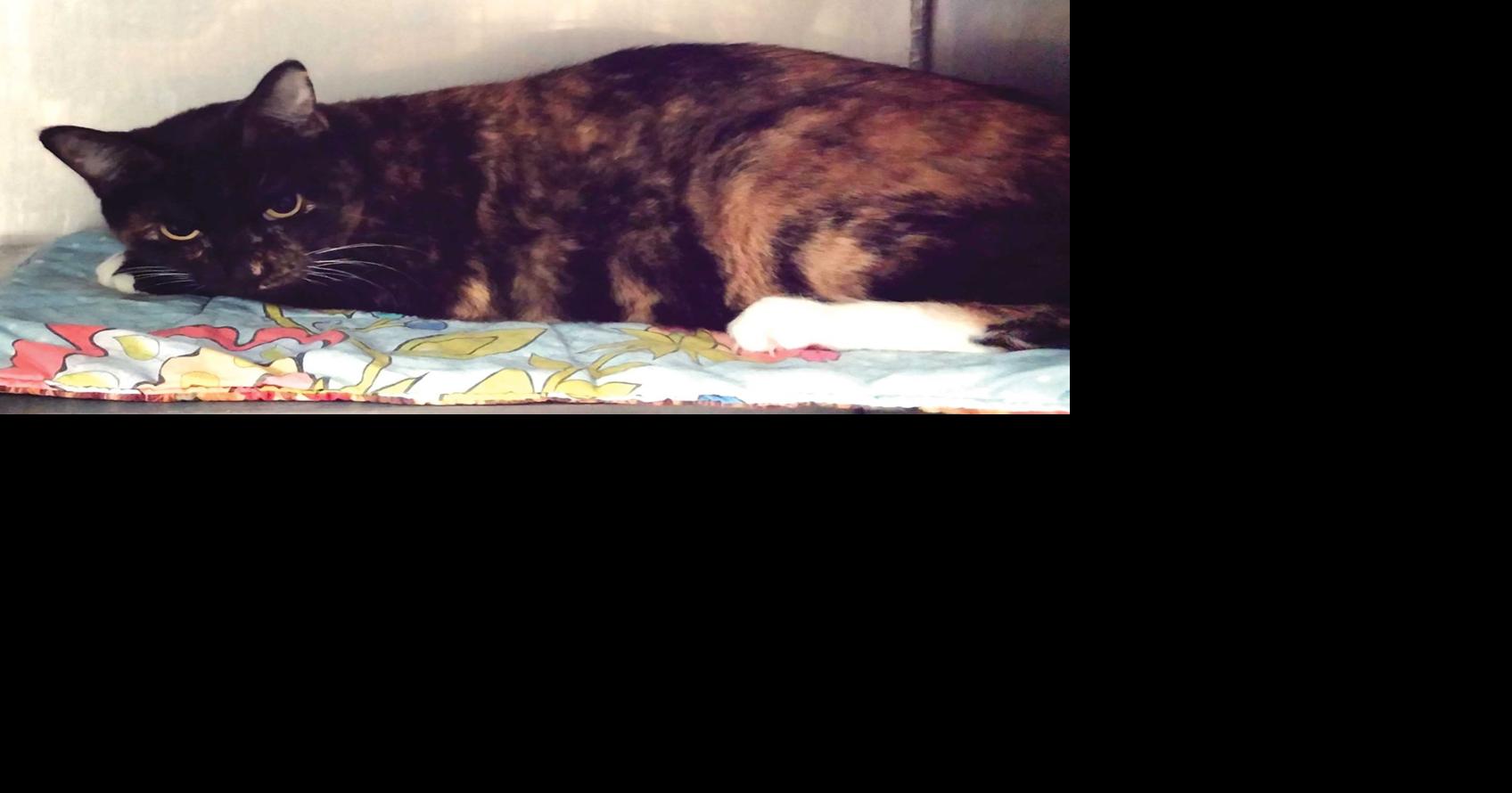 Meet Patches | Pet Tails | frontiersman.com