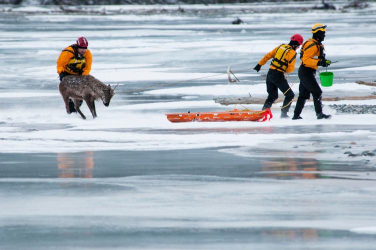 Reindeer Rescue | Local News | frontiersman.com