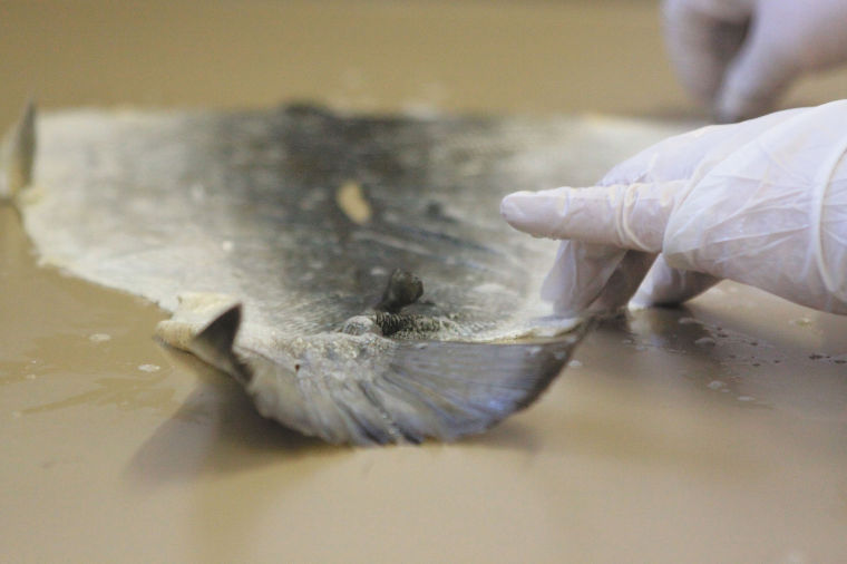 Students partcipate in fish skin tanning workshop | Valley Life ...