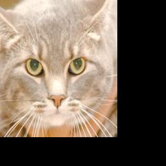 State vows to privatize Mat Maid | Local News | frontiersman.com