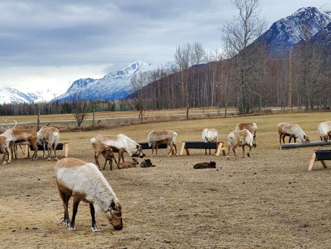 Reindeer Farm welcomes new calves, plans to reopen to the public ...