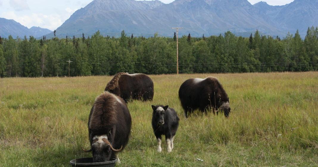 Little Pitchfork Ranch owners named ‘Farm Family of the Year’ | Local ...
