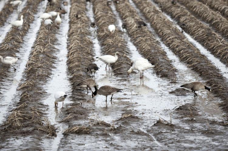 Bird Migration | Featured | frontiersman.com