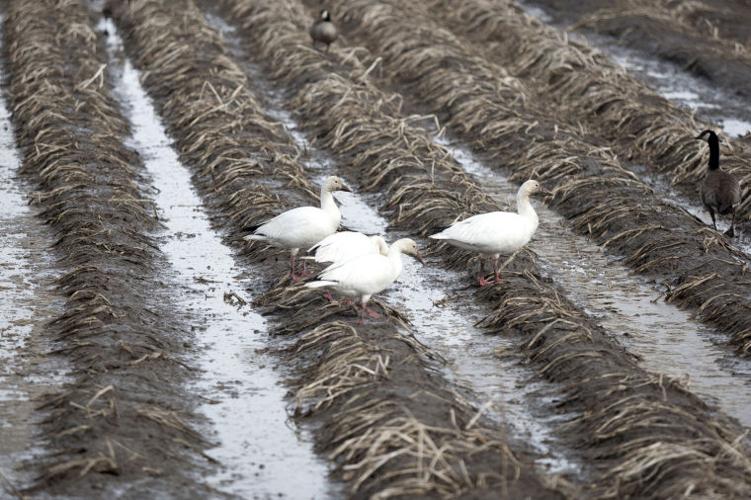 Bird Migration | Featured | frontiersman.com