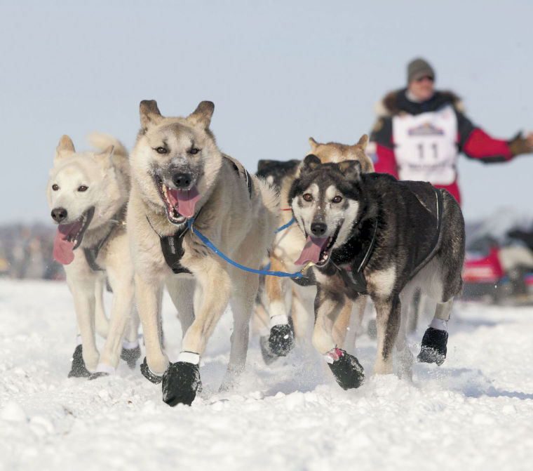 Iditarod teams make their start; good trail expected | Local News ...