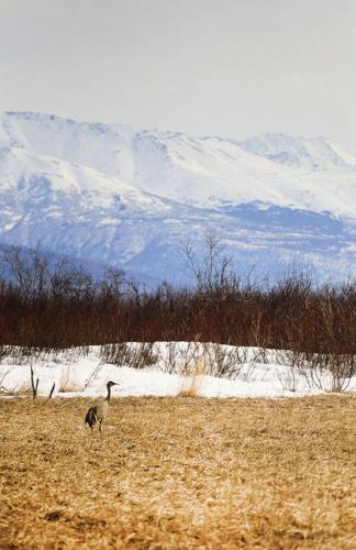 Bird Migration | Featured | frontiersman.com