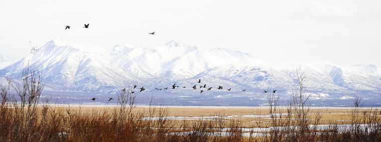 Bird Migration | Featured | frontiersman.com