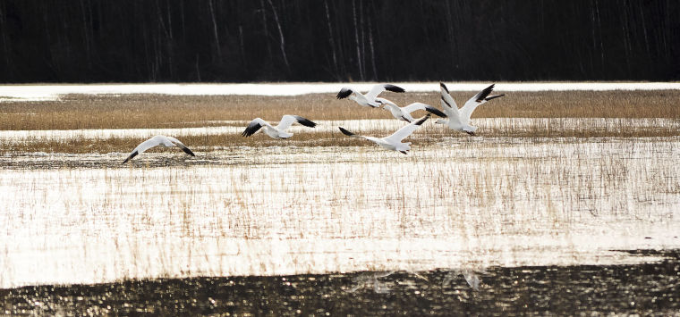 Bird Migration | Featured | frontiersman.com