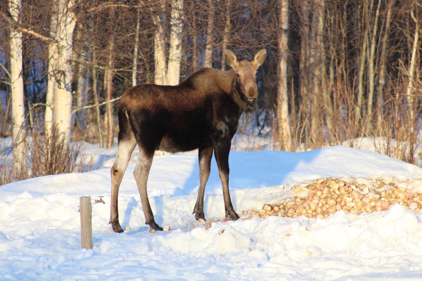 Yes, moose are more aggressive this year: Here’s why | Local News ...