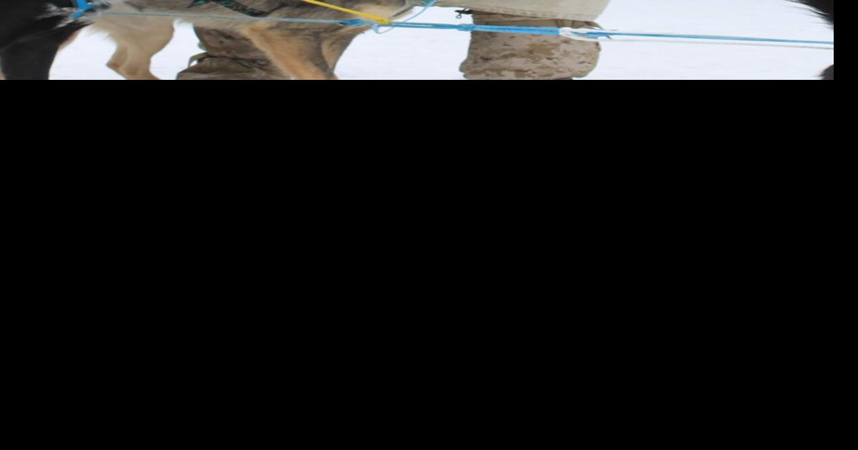 The Iditarod and Alaska SPCA announce partnership | Local News ...