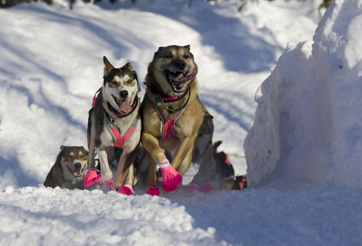Mushers depart Willow on way to Nome | Local News Stories ...