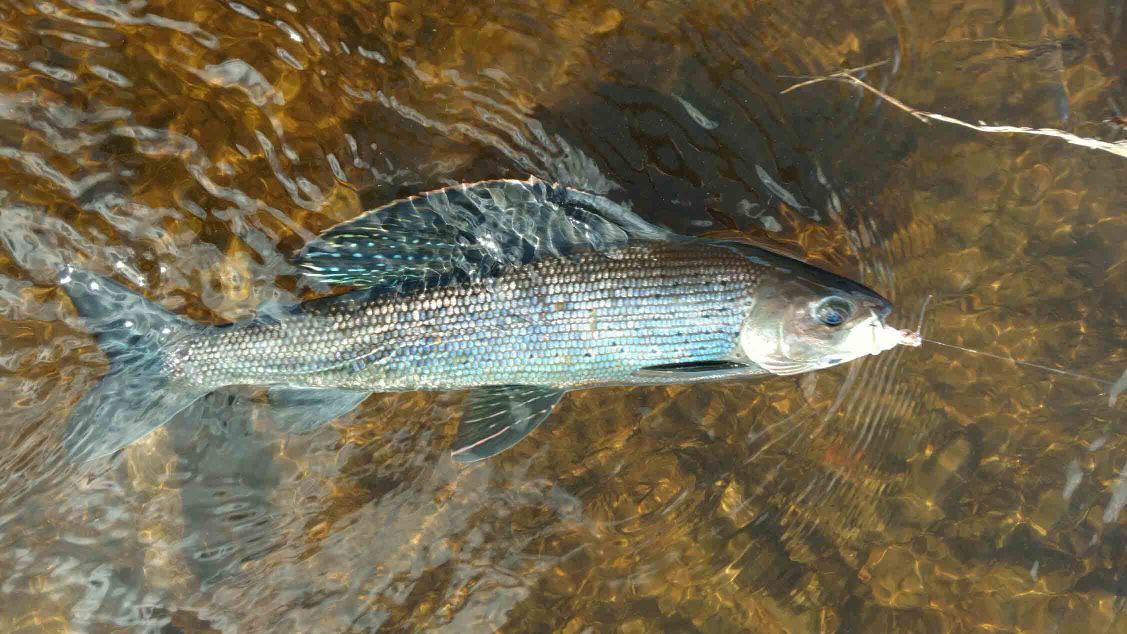 Fishing the Deshka River in April | Local Sports News | frontiersman.com