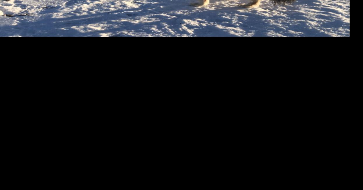 In praise of two impressive hill-climbing companions | | frontiersman.com