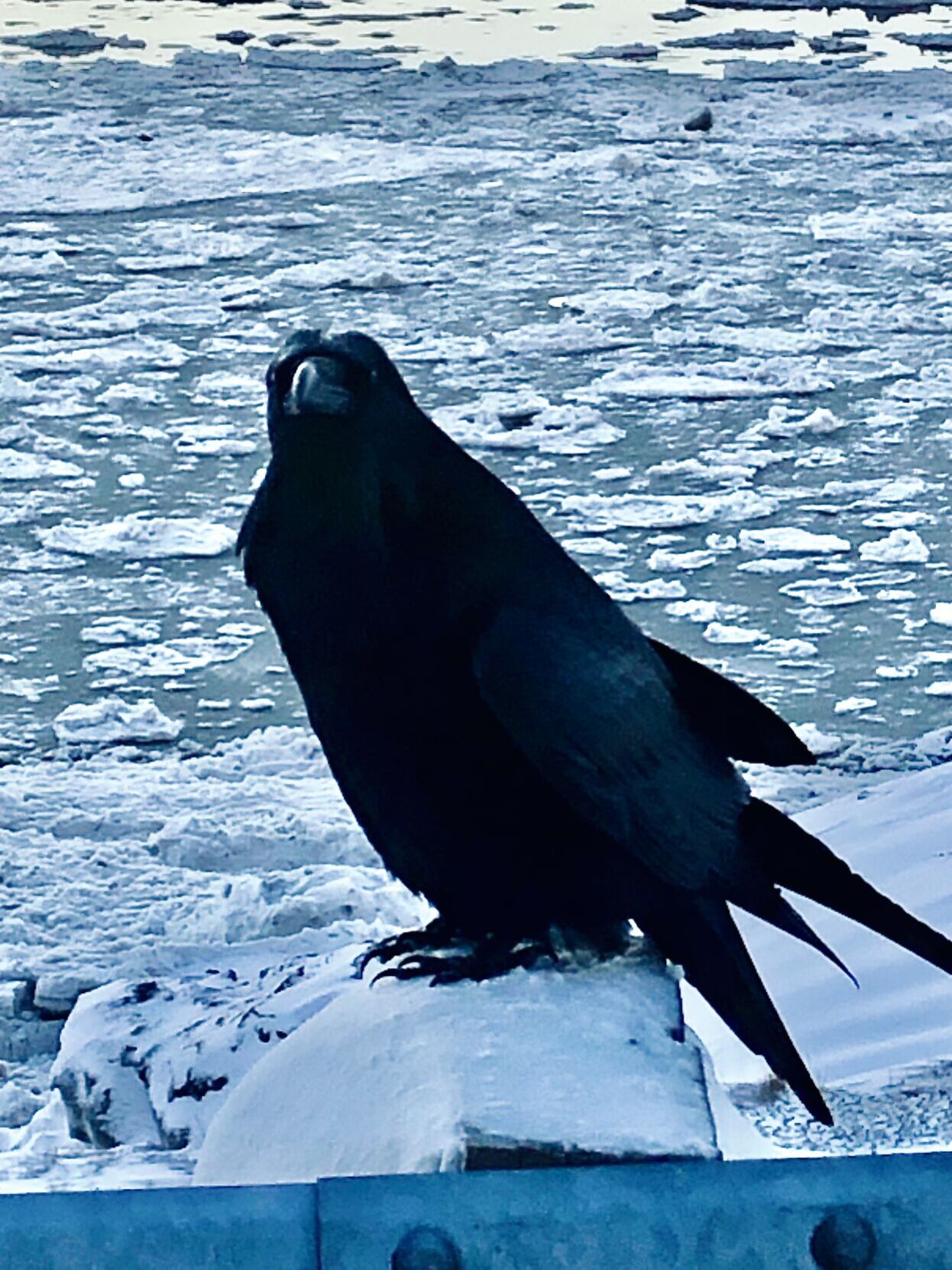 City Wilds: Revisiting raven | Sports And Outdoors | frontiersman.com