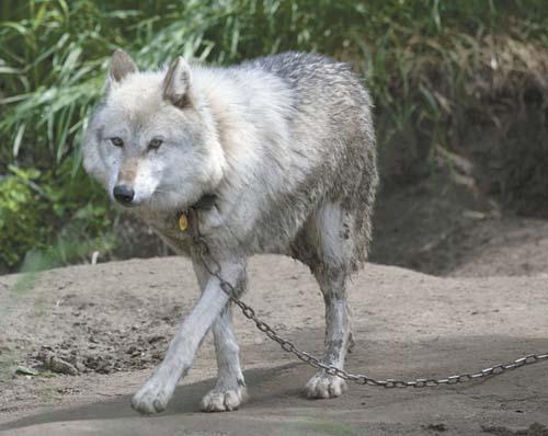 Wolf Country USA getting rid of its wolves | Local News | frontiersman.com