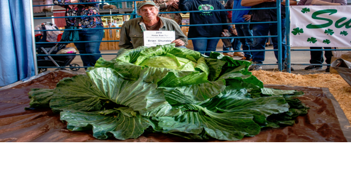 “Success” again; Salcha grower repeats as Alaska State Fair cabbage ...