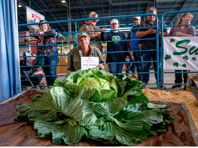 “Success” again; Salcha grower repeats as Alaska State Fair cabbage ...