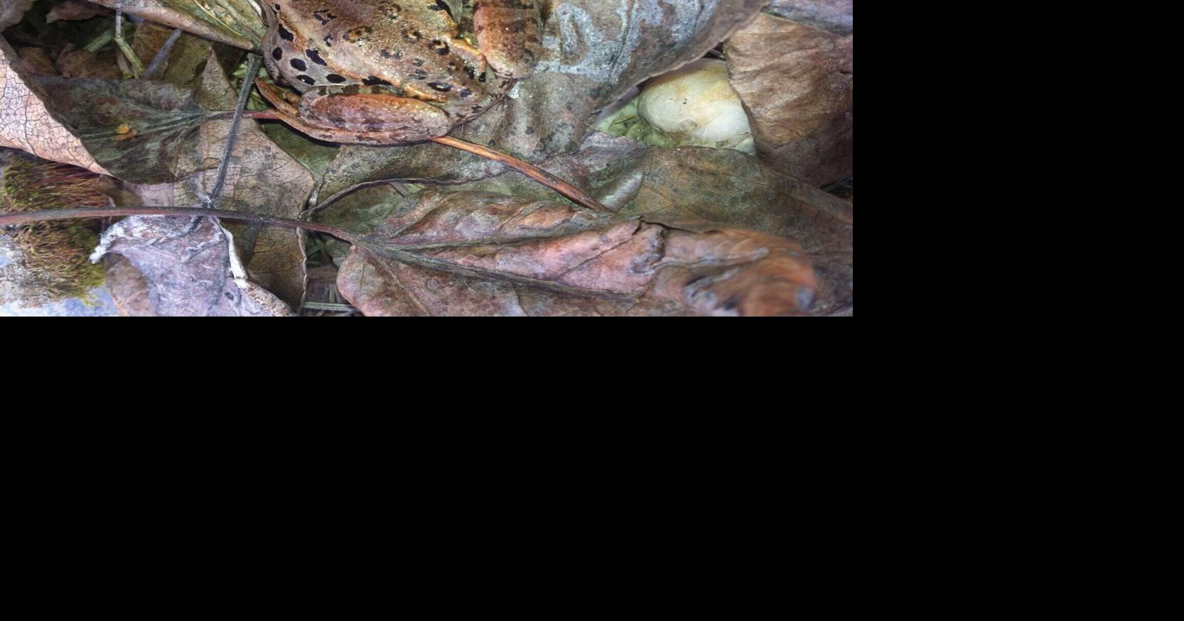 Wood Frogs Sweeten Up to Survive Alaska’s Winters | | frontiersman.com