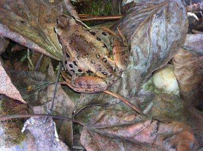 Wood Frogs Sweeten Up to Survive Alaska’s Winters | | frontiersman.com