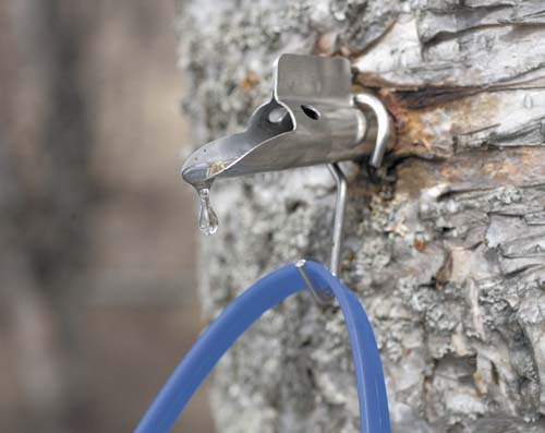 Dozens learn the art and science of tree tapping | Valley Life ...