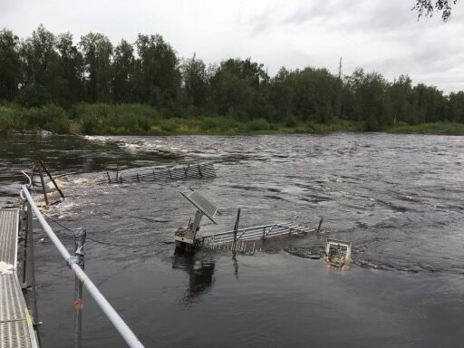 Rain, flooding ends primary Mat-Su coho salmon counts | Outdoors ...