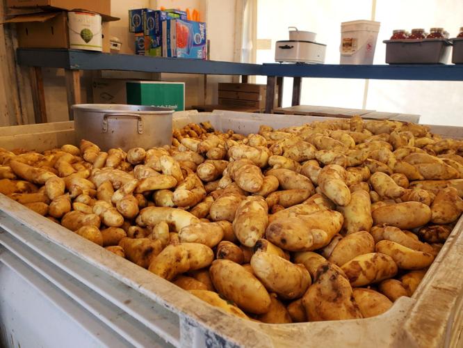 Small, popular potatoes: Bushes Bunches ready for 2022 Alaska State ...
