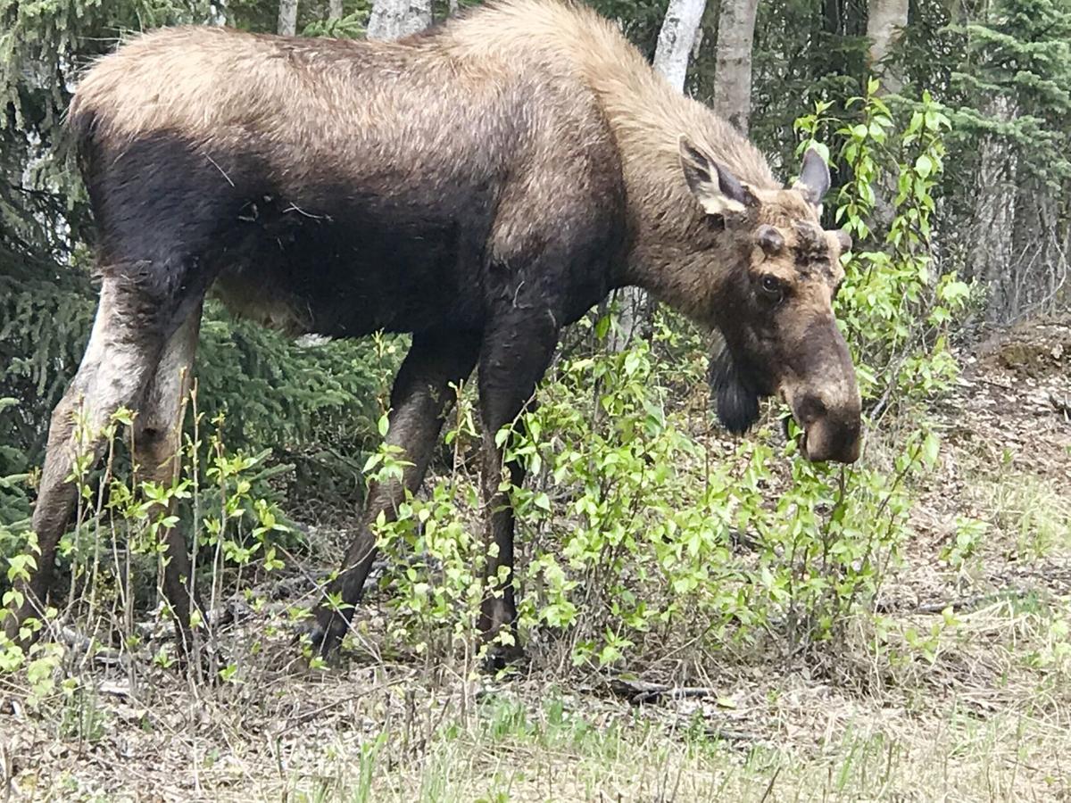 Don't stand so close to moose: A few safety tips when encountering the ...