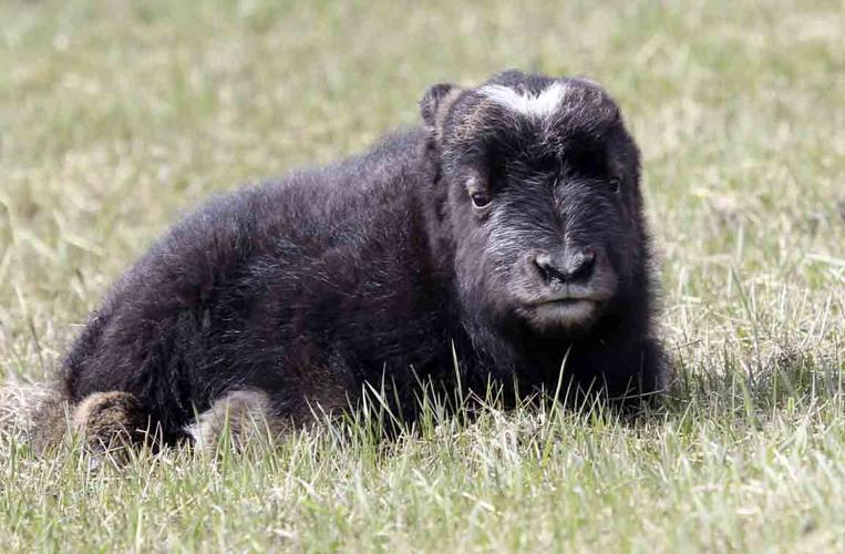 Musk Ox Babies at the Musk Ox Farm | Gallery | frontiersman.com