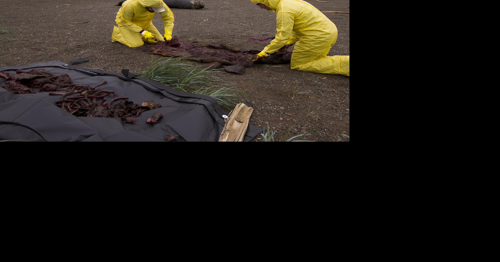 Lessons from bones, dusty and stinky | Sports And Outdoors ...