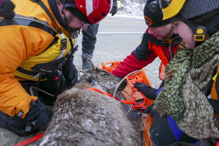 Reindeer Rescue | Local News | frontiersman.com