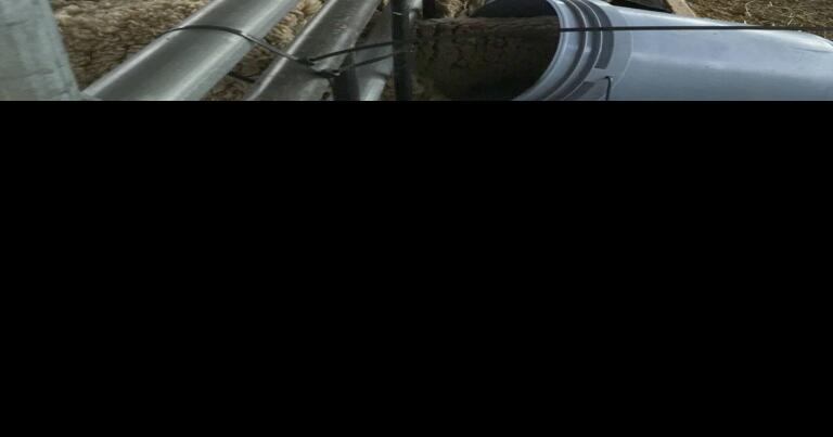 Proposed sheep rules have farmers, hunters at odds | Local News ...