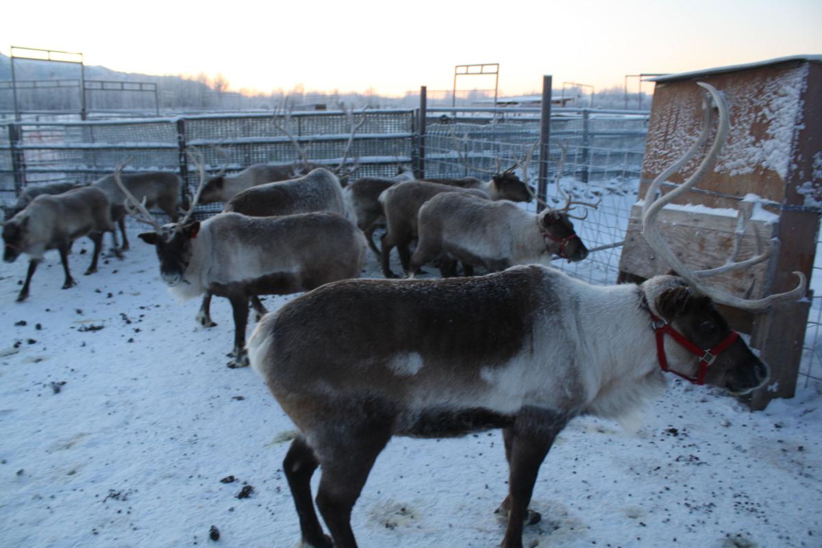 Reindeer Farm continues new tradition of staying open during winter ...
