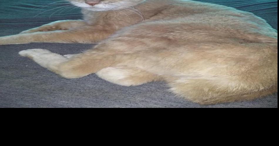 Stubbs the cat, Talkeetna’s honorary mayor, dies at 20 | Local News ...