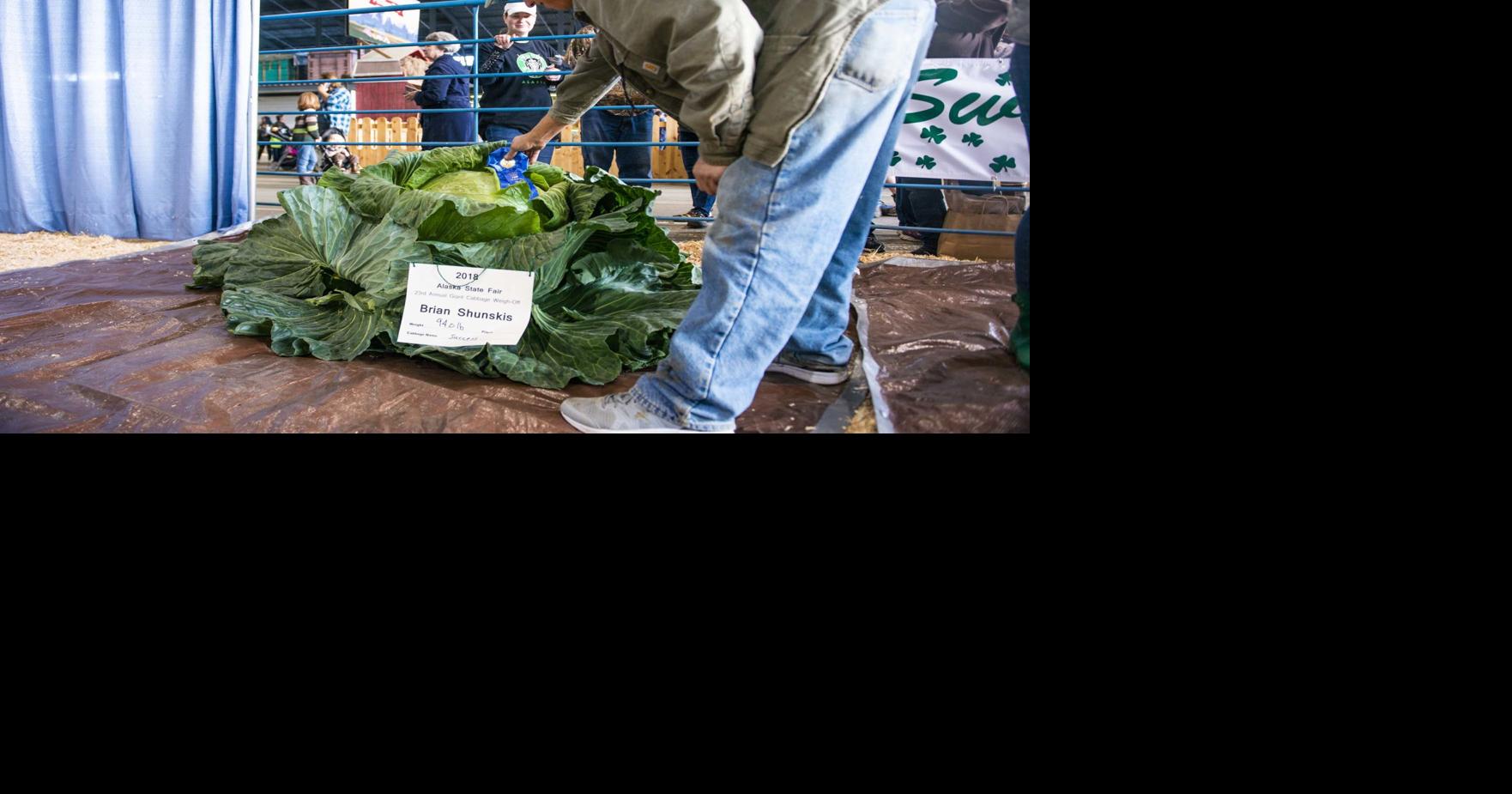 “Success” again; Salcha grower repeats as Alaska State Fair cabbage ...