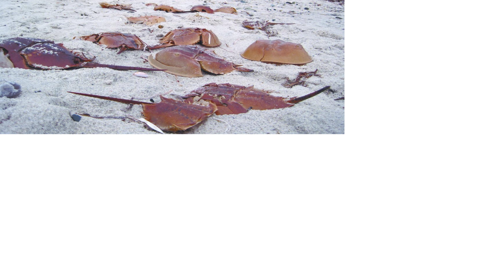 Science vs. Greed=Climate Change: ‘Crab Wars’ by William Sargent | Arts ...